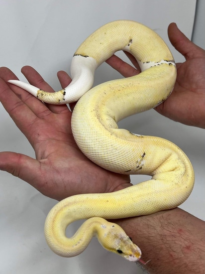 Champagne Pastel Vanilla Cream/Super Vanilla Ball Python by Good Guy ...