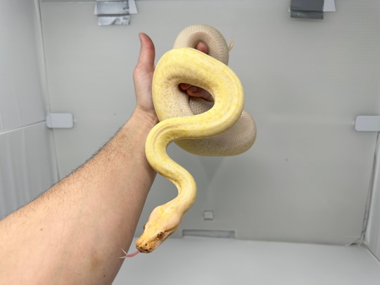 Pearl Granite Burmese Python by Good Guy Reptile Family