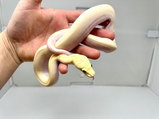 Ivory (BEL) Burmese Python by Good Guy Reptile Family