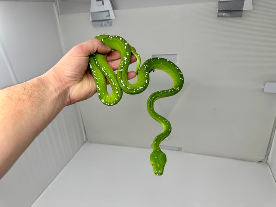 Established ARU Green Tree Python by Good Guy Reptile Family