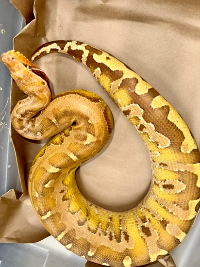 Sunset Borneo Borneo Short-Tailed Python by Good Guy Reptile Family