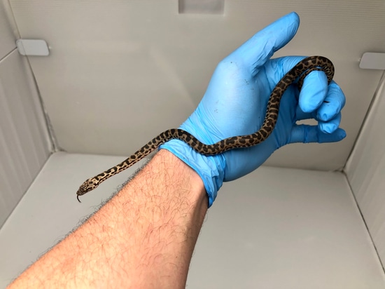 Children’s Python Children's Python by Good Guy Reptile Family