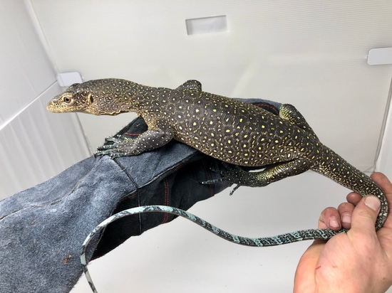 Blue Tail Monitor Other Monitor by Good Guy Reptile Family