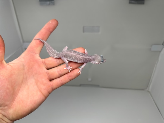 Super Mack Snow Blizzard Leopard Gecko by Good Guy Reptile Family