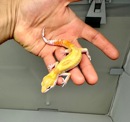 Tangerine Super Hypo Carrot Tail Jungle Leopard Gecko by Good Guy ...