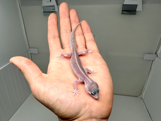 Super Mack Snow Blizzard Leopard Gecko by Good Guy Reptile Family