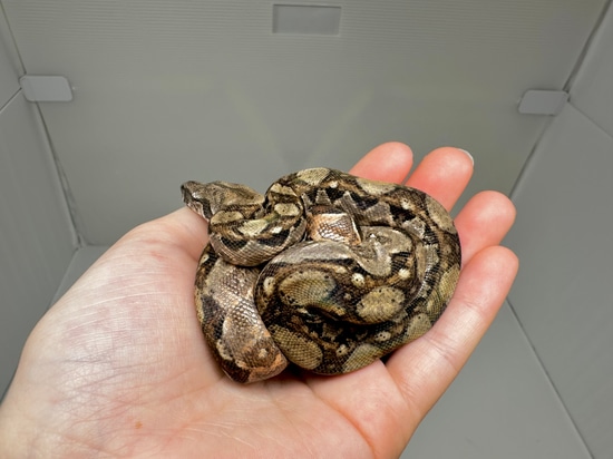 Central American Boa Boa Constrictor by Good Guy Reptile Family