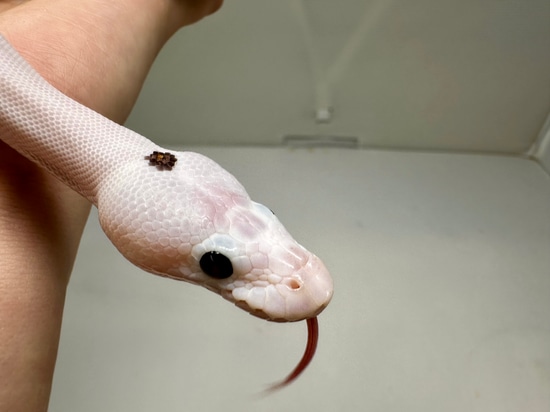 Pinto Pied Ball Python by Good Guy Reptile Family