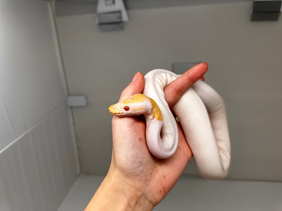 Albino Pinto (Russo) Pied Ball Python by Good Guy Reptile Family