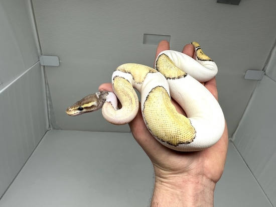 Super Pastel Mojave Pied Ball Python by Good Guy Reptile Family