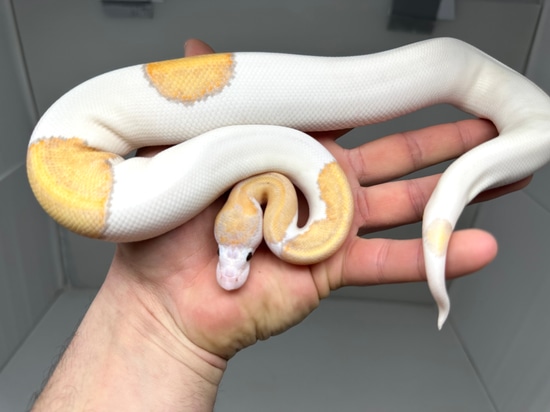 Banana Pinto (Russo) Pied Ball Python by Good Guy Reptile Family