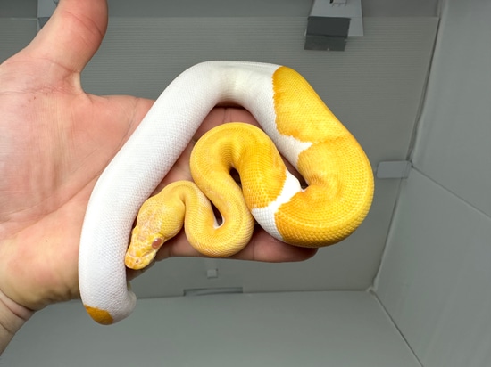 Albino Pinstripe Pied Ball Python by Good Guy Reptile Family
