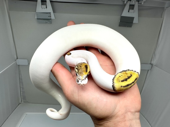 Paradox Pinto (Russo) Pied Ball Python by Good Guy Reptile Family