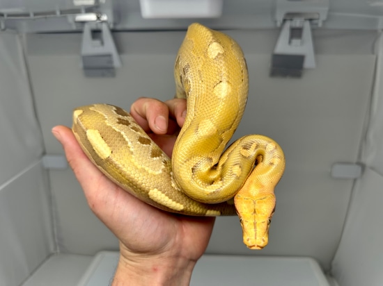 Sunset Borneo Borneo Short-Tailed Python by Good Guy Reptile Family