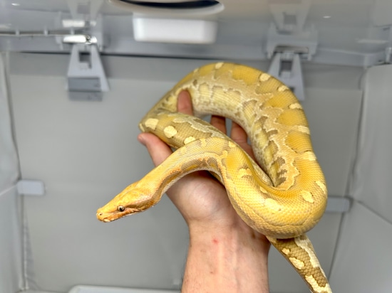 Sunset Borneo Borneo Short-Tailed Python by Good Guy Reptile Family