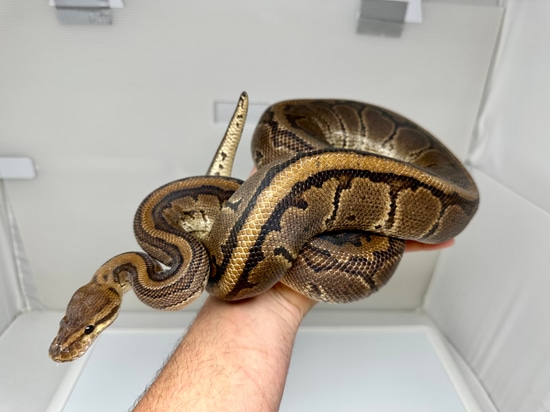 Black Pastel Pinstripe Ball Python by Good Guy Reptile Family