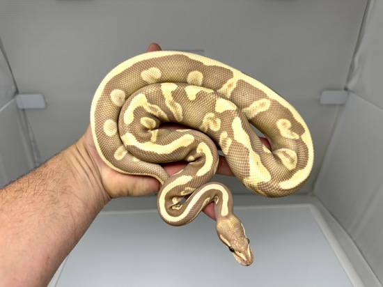 Banana GHI Leopard Ball Python by Good Guy Reptile Family