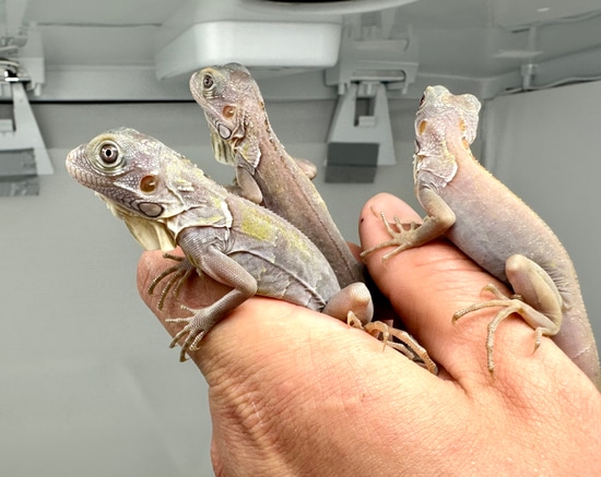 Purple Translucent Green Iguana by Good Guy Reptile Family