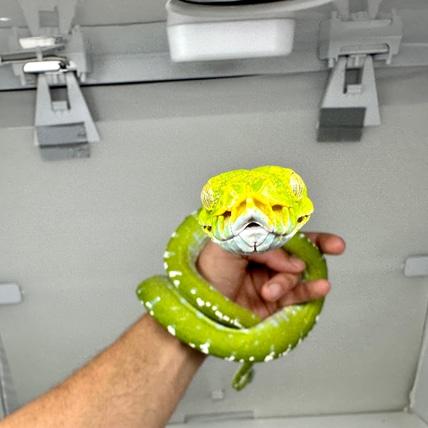 Good Guy Reptile Family - MorphMarket