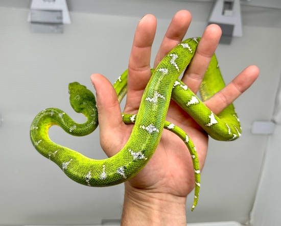 Established Female Northern Emerald Tree Boa by Good Guy Reptile Family