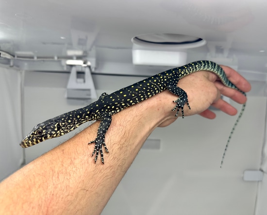 CB Blue Tail Monitor Other Monitor by Good Guy Reptile Family