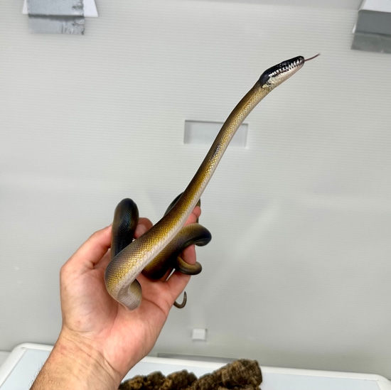 Northern Well Started Female White-Lipped Python by Good Guy Reptile Family