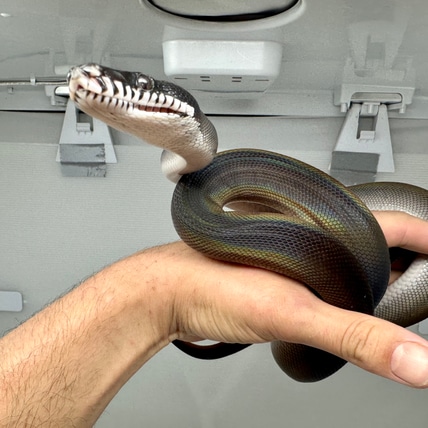 Good Guy Reptile Family - MorphMarket