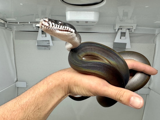 Southern Yearling White-Lipped Python by Good Guy Reptile Family