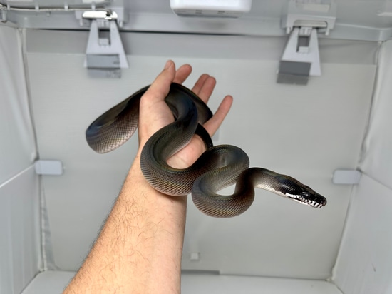 Southern Yearling White-Lipped Python by Good Guy Reptile Family