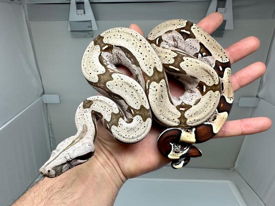 Suriname (CLEAN!!!!) True Red-Tailed Boa Constrictor by Good Guy ...