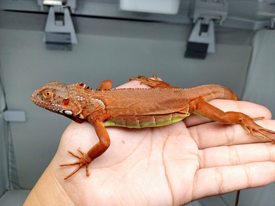 Crimson Sunburst Zero Green Iguana by Good Guy Reptile Family