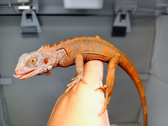 Crimson Sunburst Zero Green Iguana by Good Guy Reptile Family