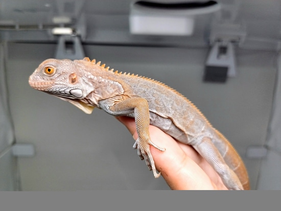 Purple Translucent Zero Green Iguana by Good Guy Reptile Family