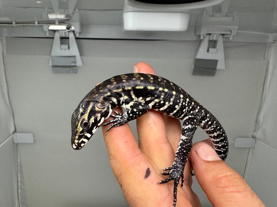 TriBred 66% Het Albino/anery Argentine Tegus by Good Guy Reptile Family