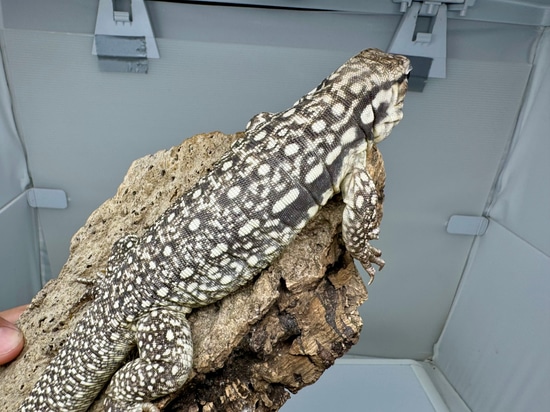 Anery Red Yearling Female Argentine Tegus by Good Guy Reptile Family