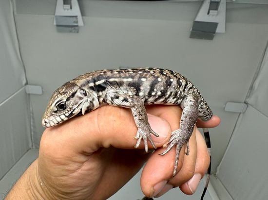 Anery Red Argentine Tegus by Good Guy Reptile Family