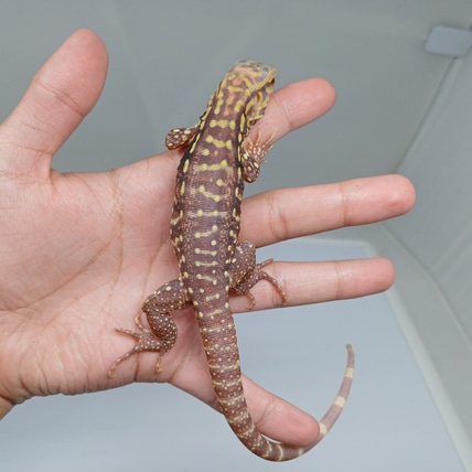 Good Guy Reptile Family - MorphMarket