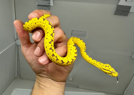 Yellow Biak Green Tree Python by Good Guy Reptile Family