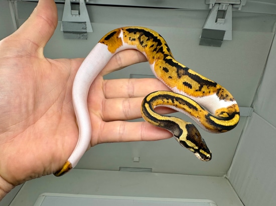Pumpkin Pied Ball Python by Good Guy Reptile Family