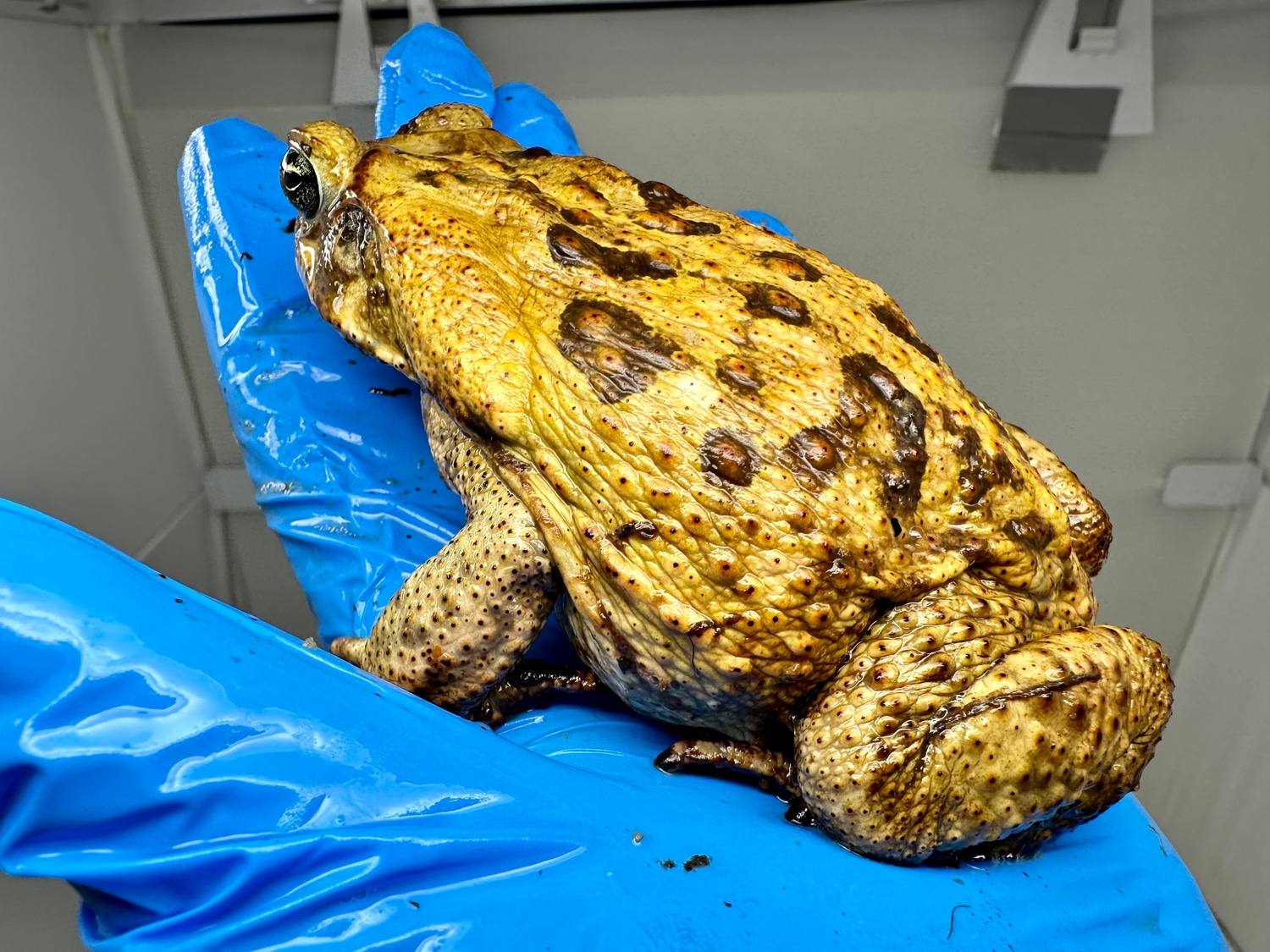 Giant Marine Toad *cool pattern*
