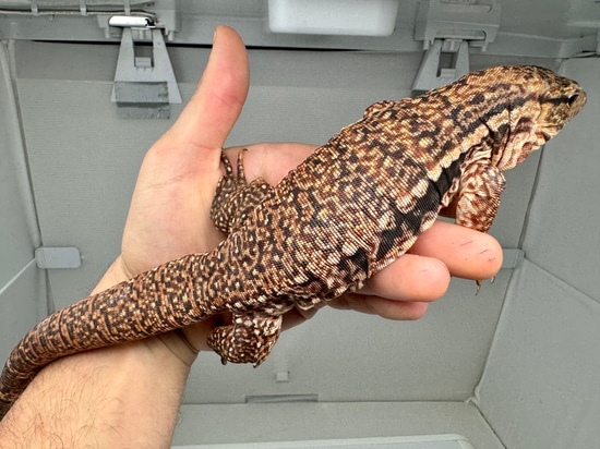 Red Female Hold Back 1 Argentine Tegus by Good Guy Reptile Family