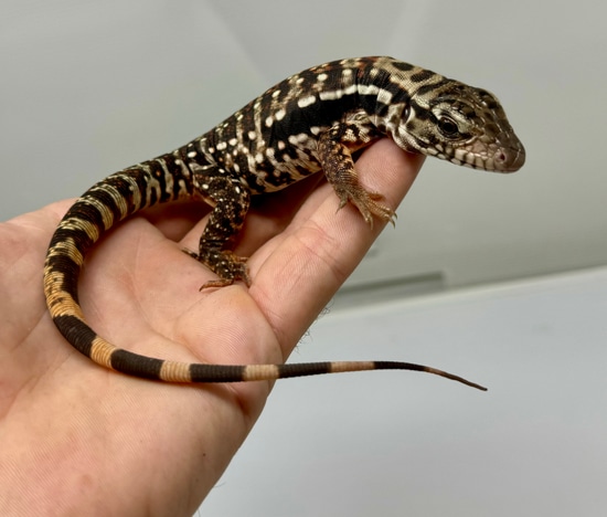 Red Male #2 Argentine Tegus by Good Guy Reptile Family