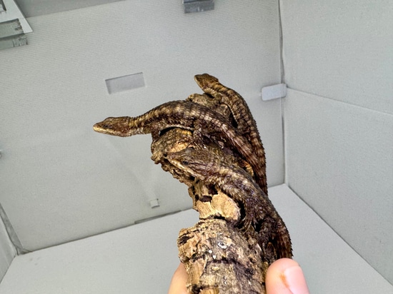 1 Male 2 Females Armadillo Lizard More Lizard by Good Guy Reptile Family