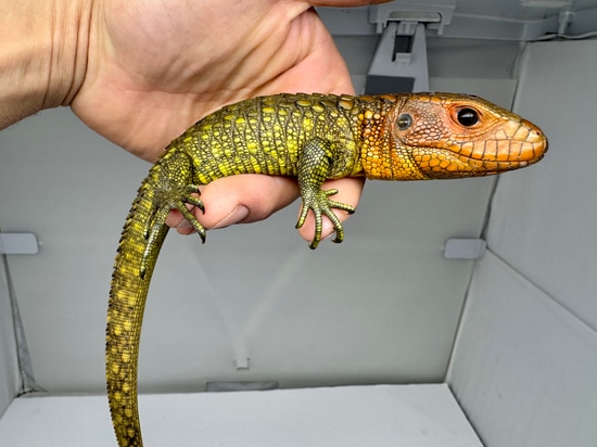 Caiman Lizard by Good Guy Reptile Family