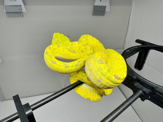 Female Biak Green Tree Python by Good Guy Reptile Family