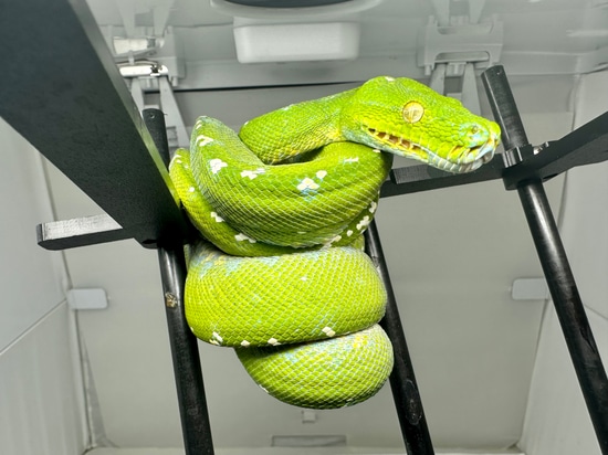 *Video Added* Aru GreenTree Python Green Tree Python by Good Guy ...