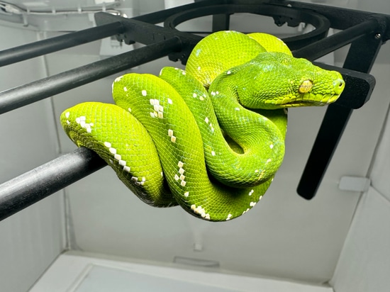 *Video Added* Aru GreenTree Python Green Tree Python by Good Guy ...