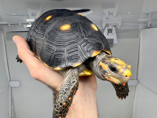 Red Foot Tortoise Red-Footed Tortoise by Good Guy Reptile Family