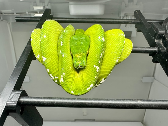 Aru Yearling Female Green Tree Python by Good Guy Reptile Family