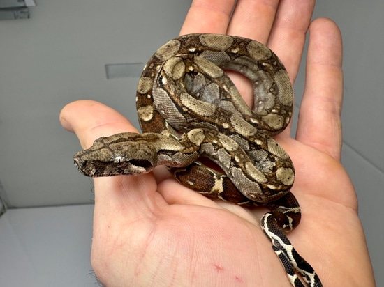 Central American Red Tail Boa Boa Constrictor by Good Guy Reptile Family